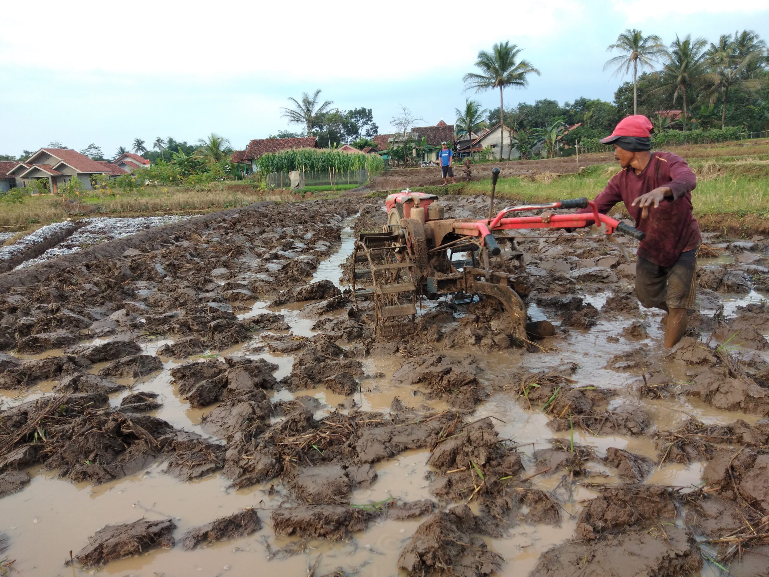 Musim Tanam Kedua Mulai Tiba | Tenjolayar